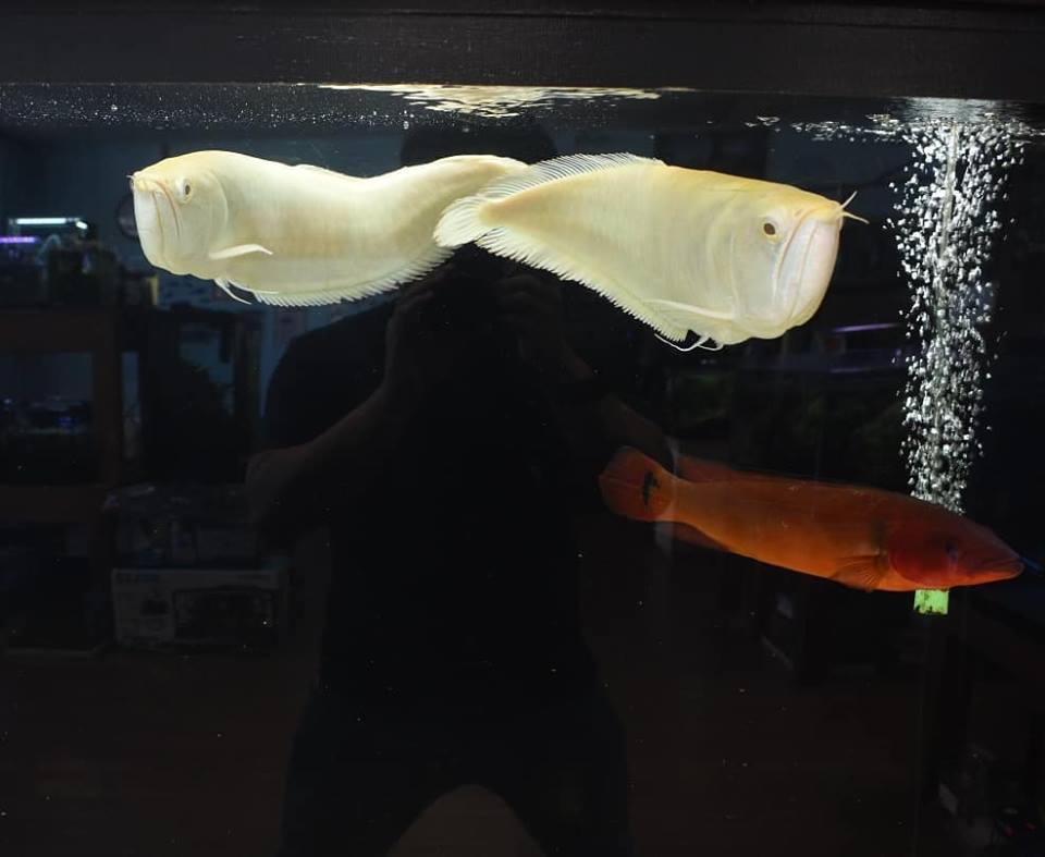 The Ultimate Guide to Arowana Fish Keeping: Enhance Your Aquarium Expe ...