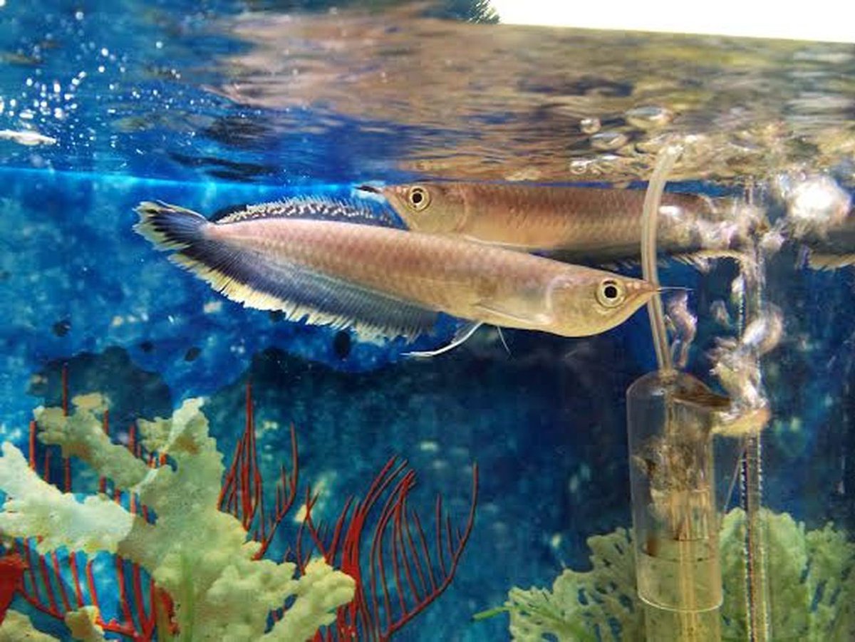 Black Arowana Fish Care Guide | Everything You Need to Know About Blue ...