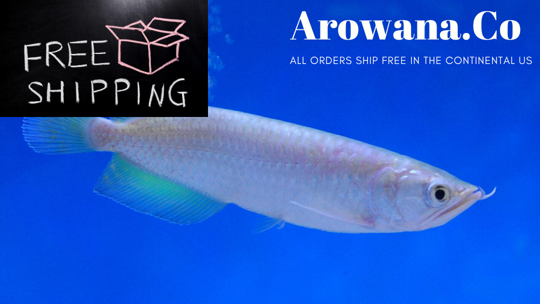 Australian Arowana – Arowana.Co