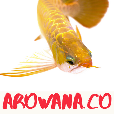 The Jardini Arowana: Majestic Elegance of the Freshwater Realm – Arowana.Co