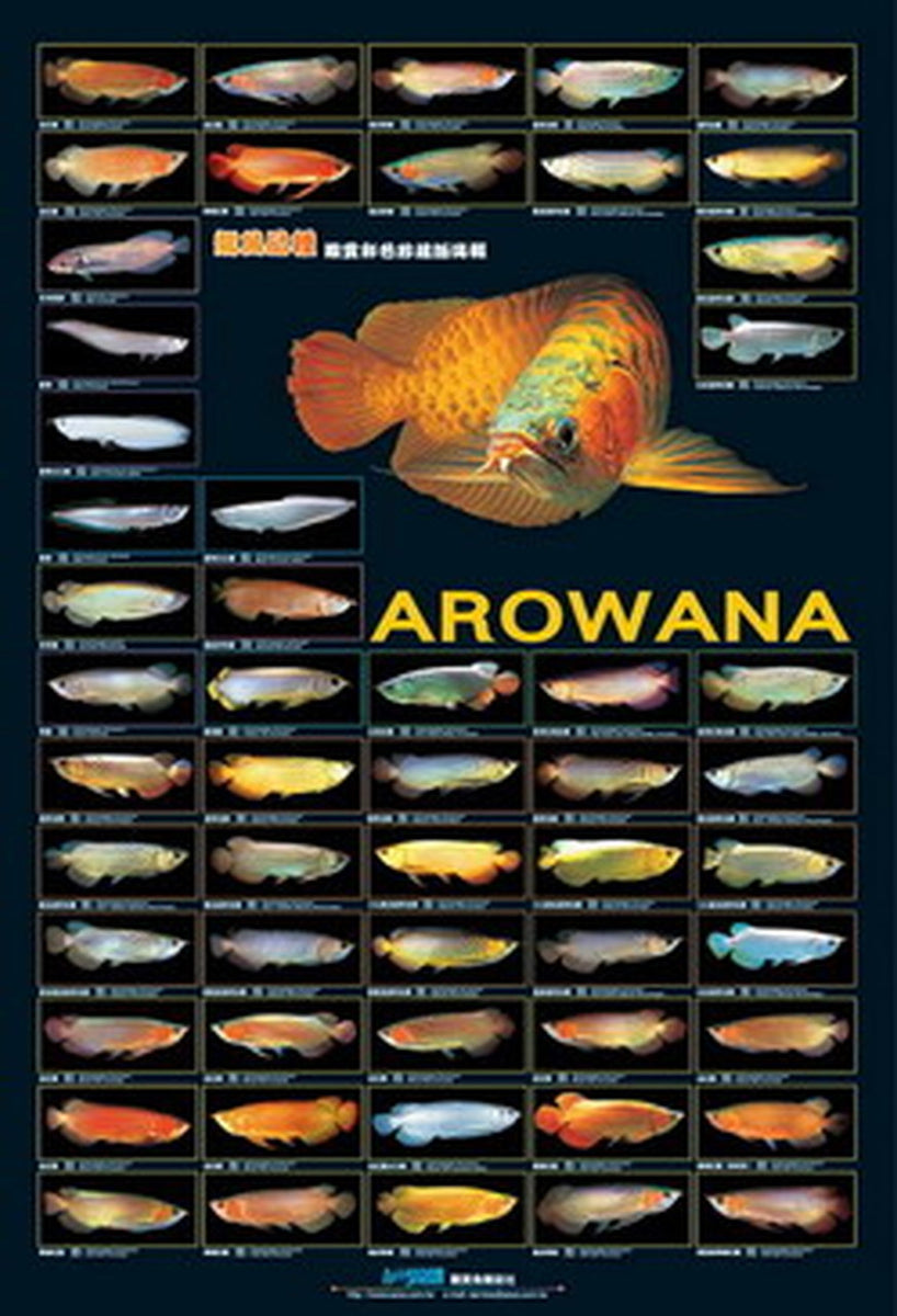 Arowana Fish Poster - 64 Species | High-Quality Decor for Aquariums ...